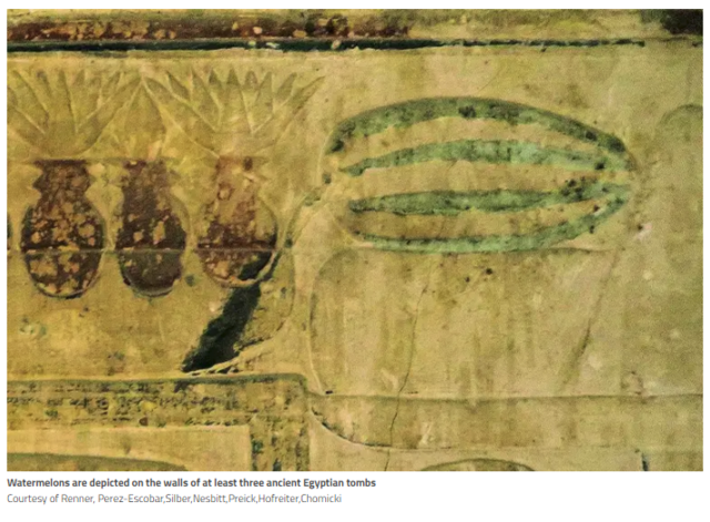 古代エジプトのスイカは赤くて甘かった。植物dnaの研究 現在位置を確認します。【移転後】 